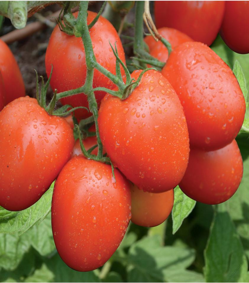 Tomato Nyota F1 (10g) | Buy Online - Uzapal
